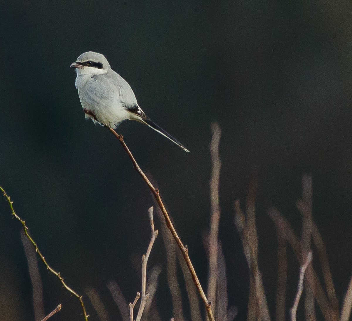 Oxon Birding Blog: Enstone Great Grey Shrike