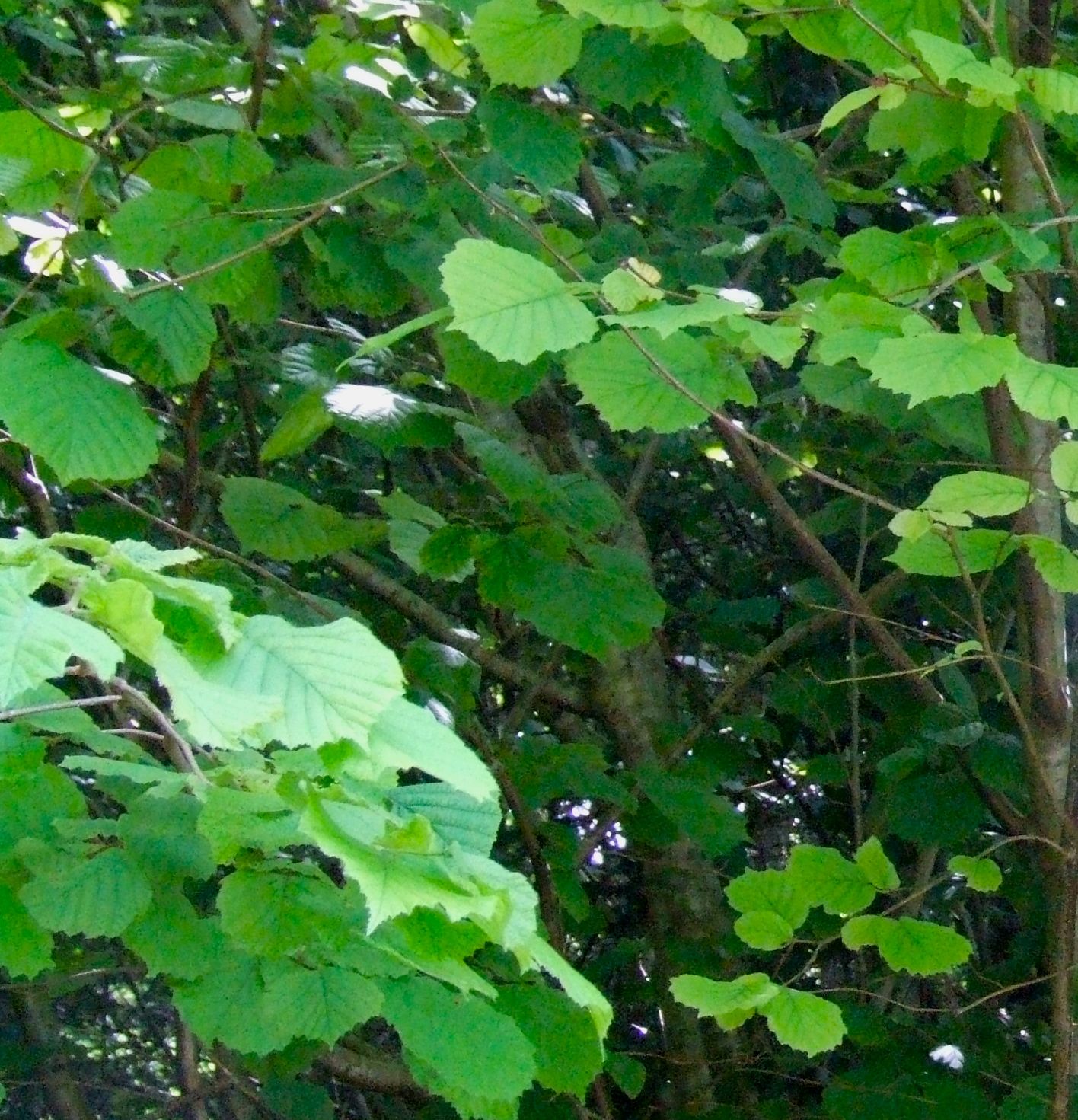 Terryland Forest Park: Trees