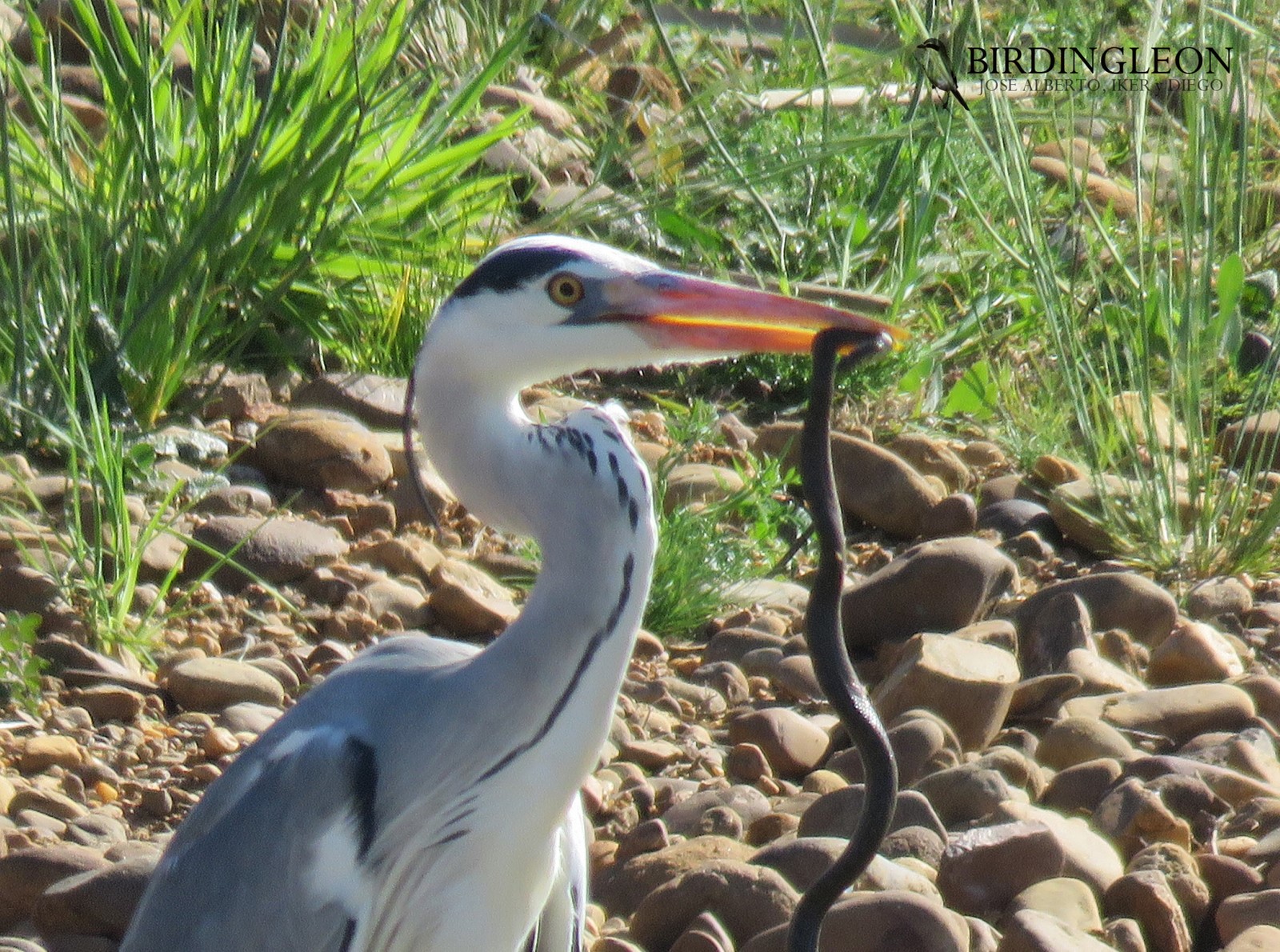 BIRDINGLEON: GARZA REAL con presa