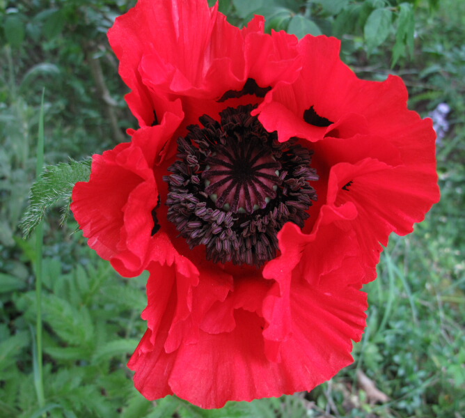 The Joyce Road Neighborhood: Poppies