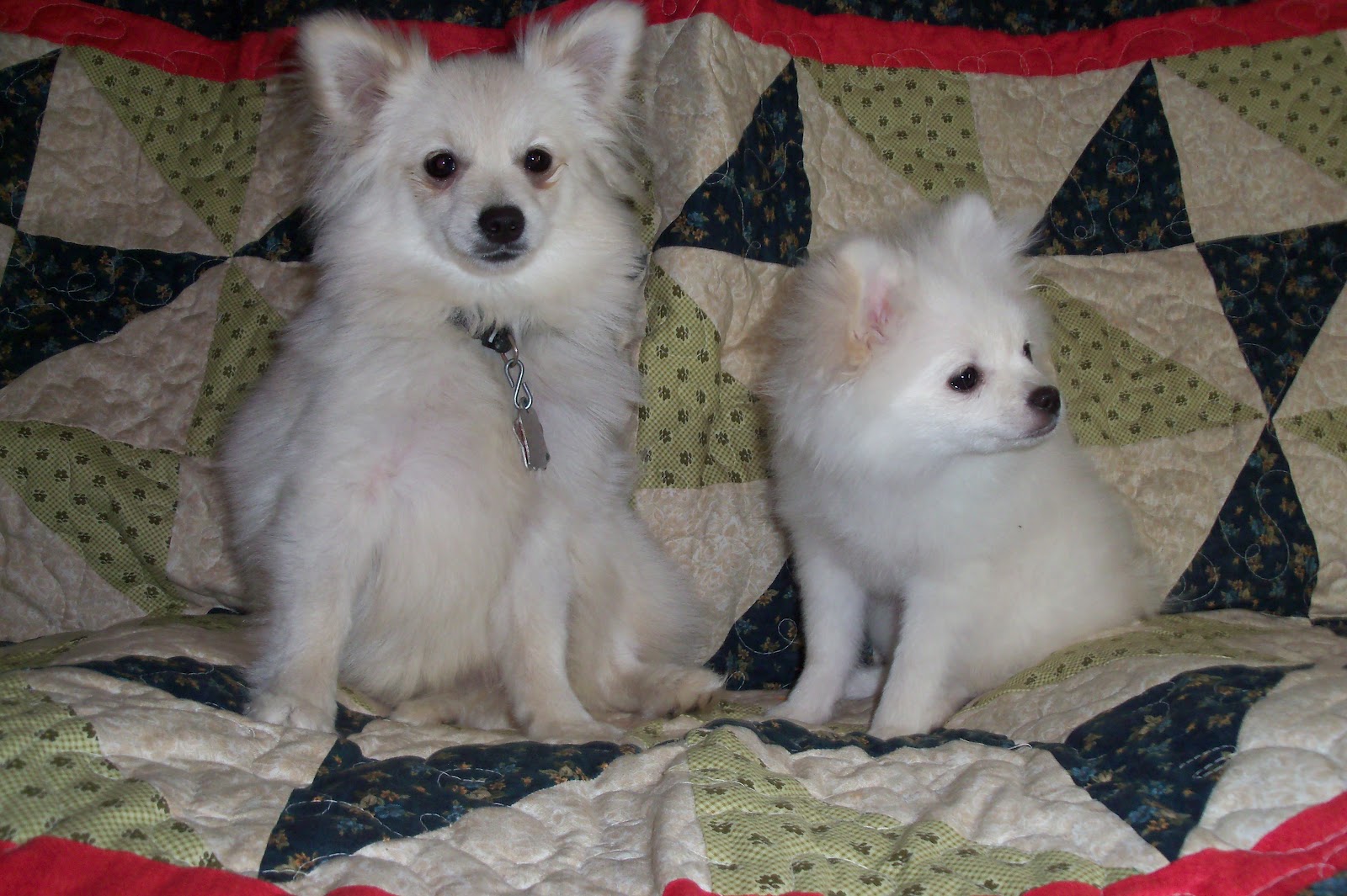 Southern Style: World's smallest Dog/ Pom??? Tink