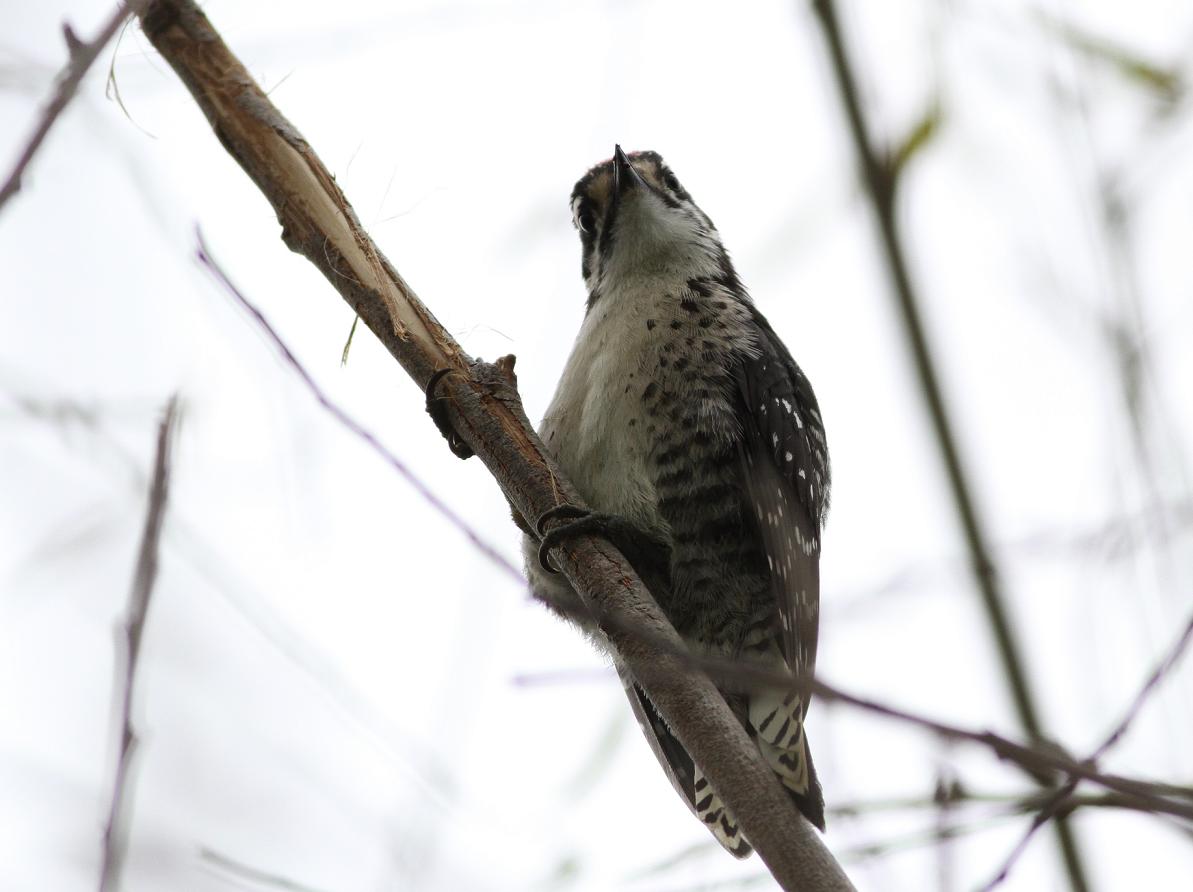 Jo's Morning Walk: Guajome Park "a Place of the Frogs"