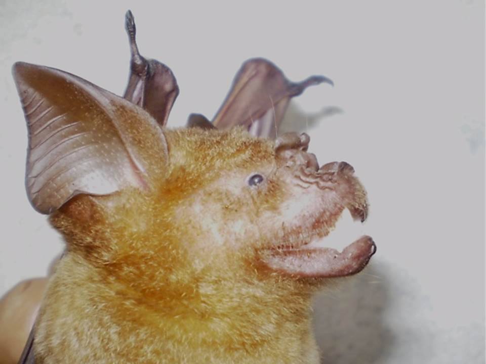 Species New to Science: [Mammalogy • 2015] Hipposideros lankadiva gyi ...