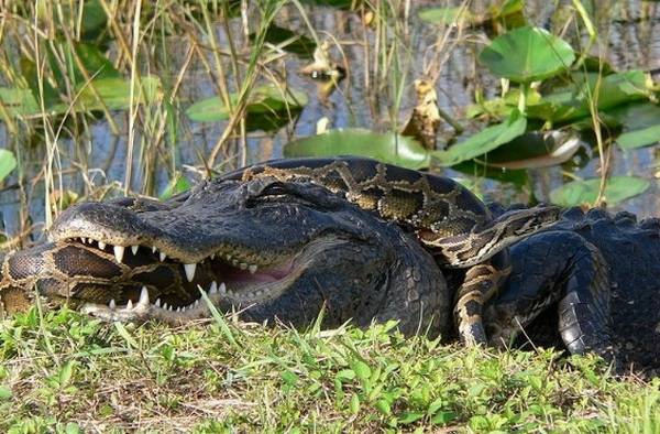Dangerous snakes: 27 Pictures of a Snake Attack