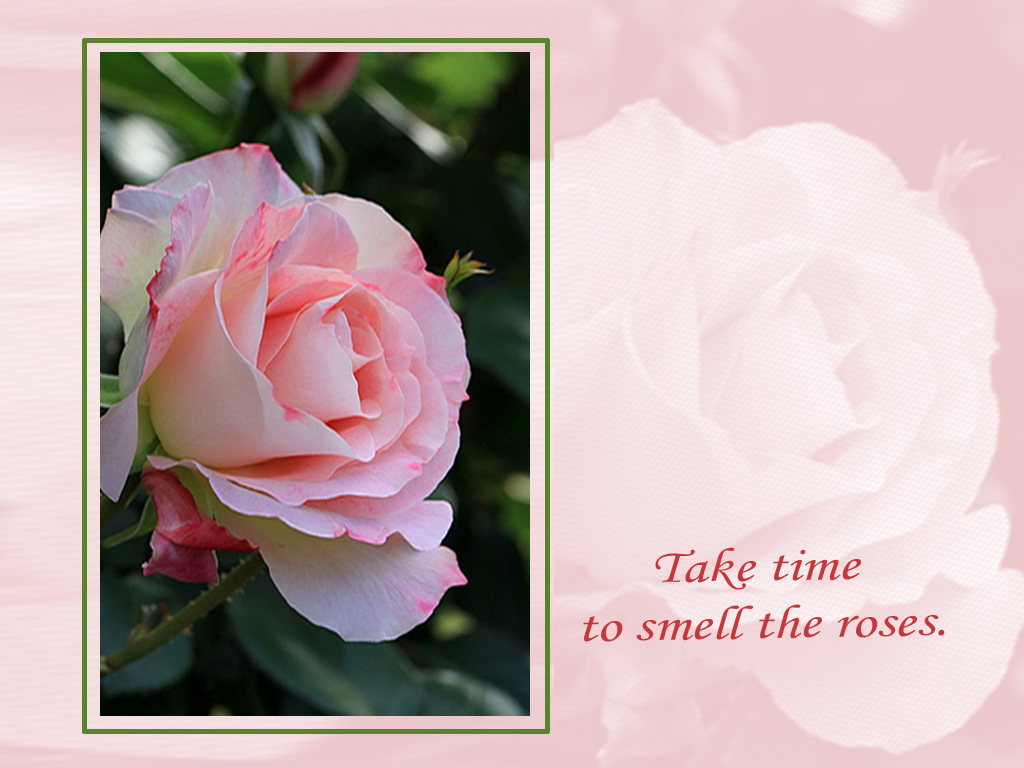 Inspirational Quotes About Roses. QuotesGram