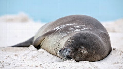 Animais Em Extinção : Foca Monge do Hawaii