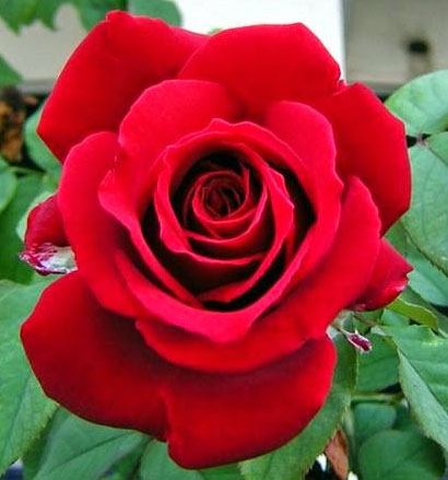 BUNGA MAWAR (Rosa Sp)