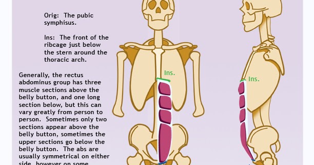 Anatomy tutorial: Abs by Josh Reed