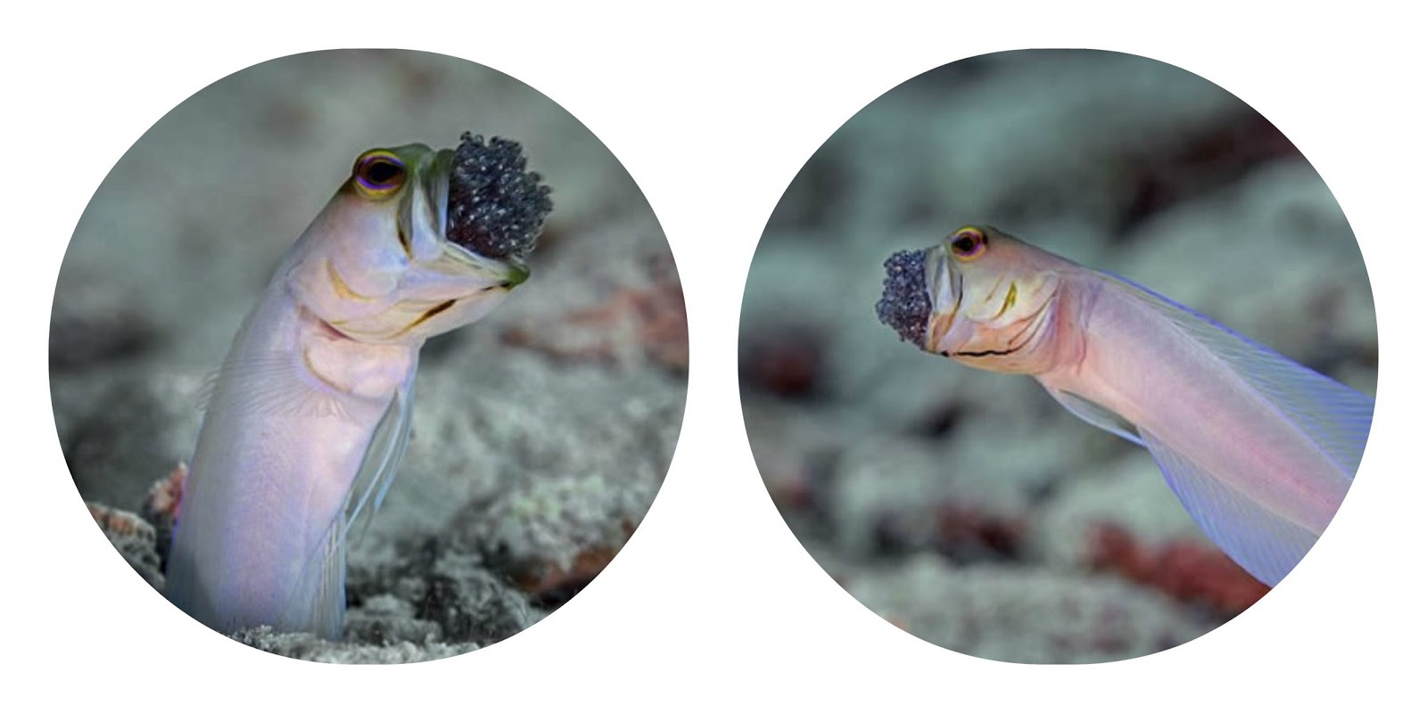 love of animals: Peces bocones