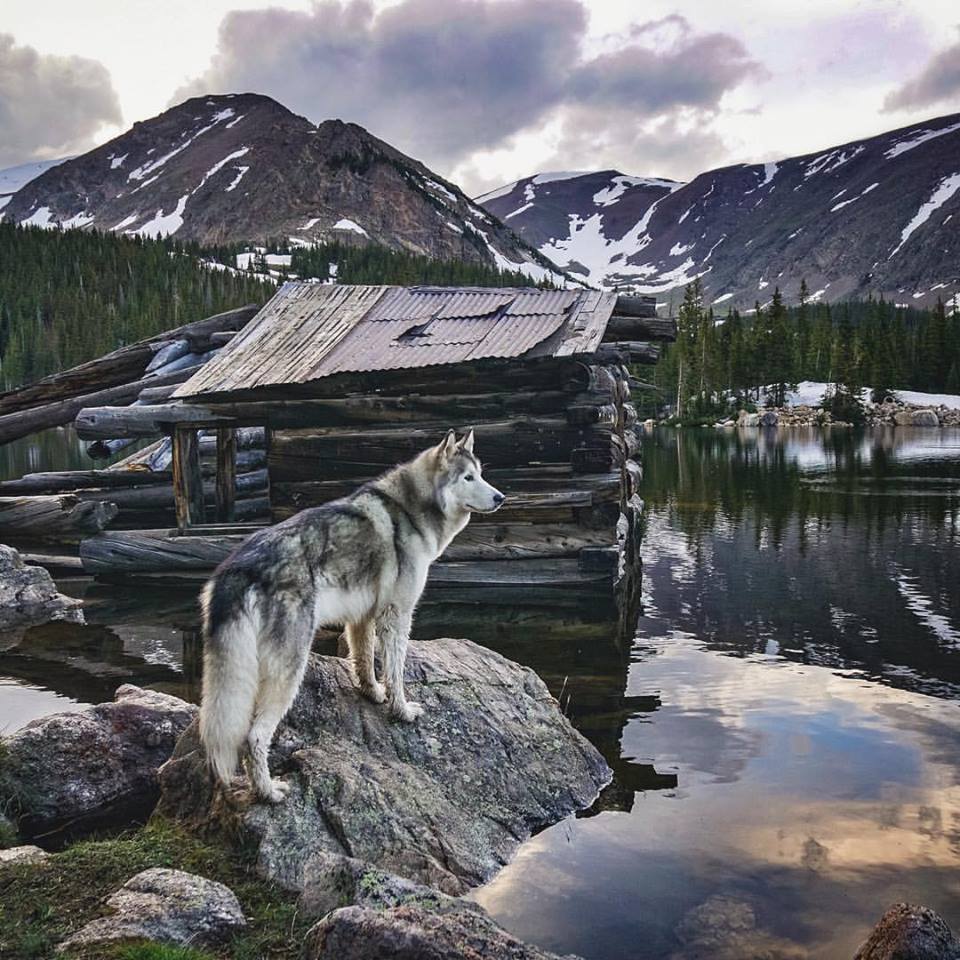 White Wolf : Meet The Wolfdog Who Travels The World With His Owner