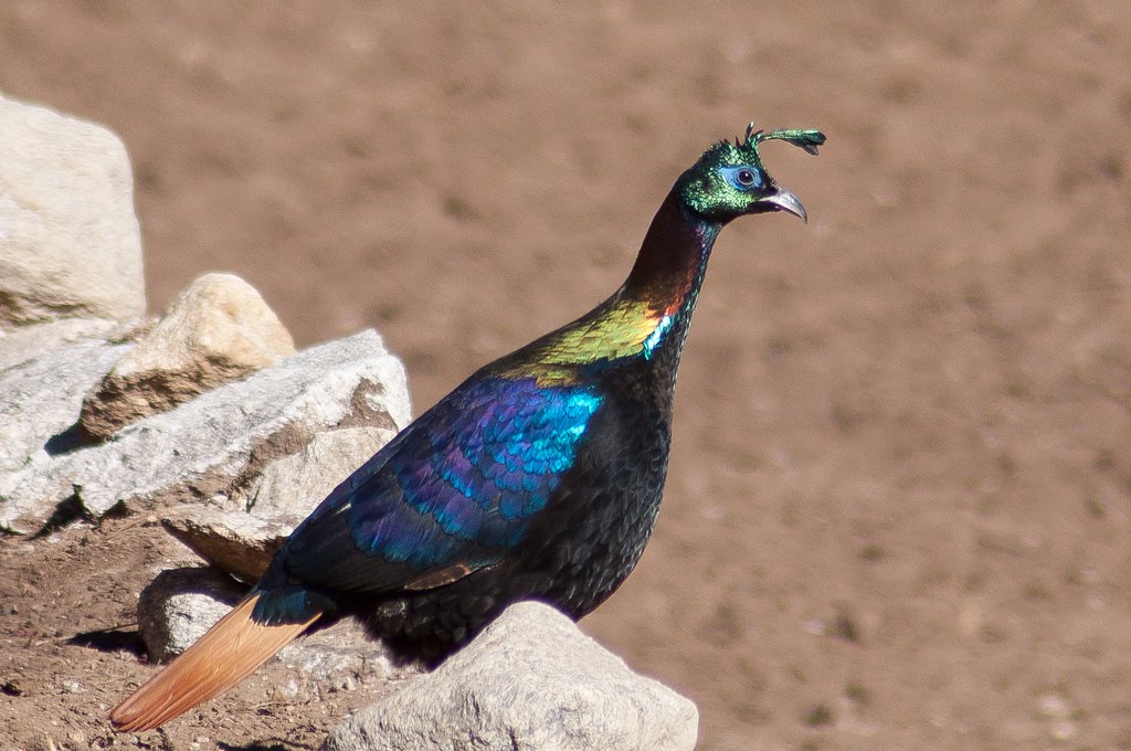 SHARE TWEET TELEGRAM WHATSAPP PIN IT SHARE