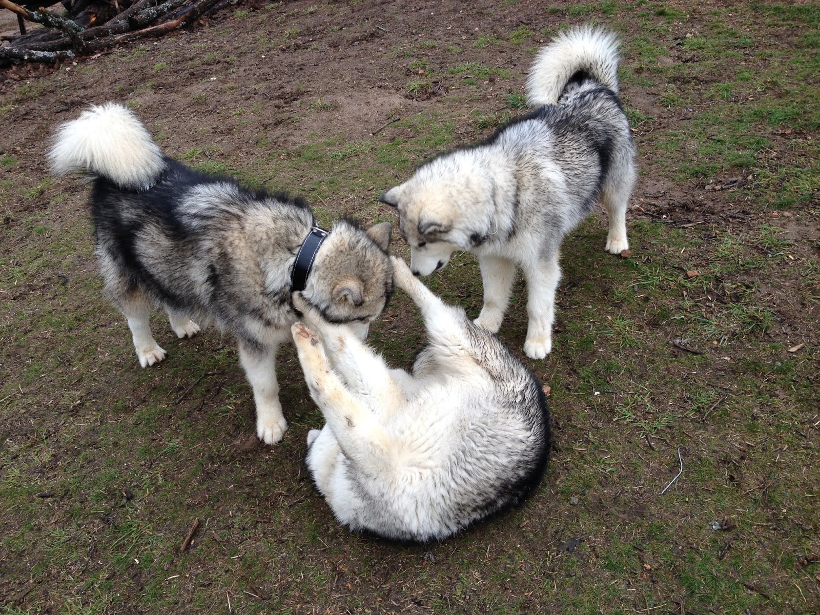 THE WOLF HOUSE: 22 CURIOSIDADES DEL PERRO ALASKAN MALAMUTE