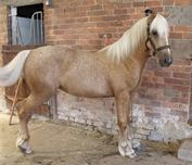 Welsh Cob Shop: Welsh Cobs For Sale