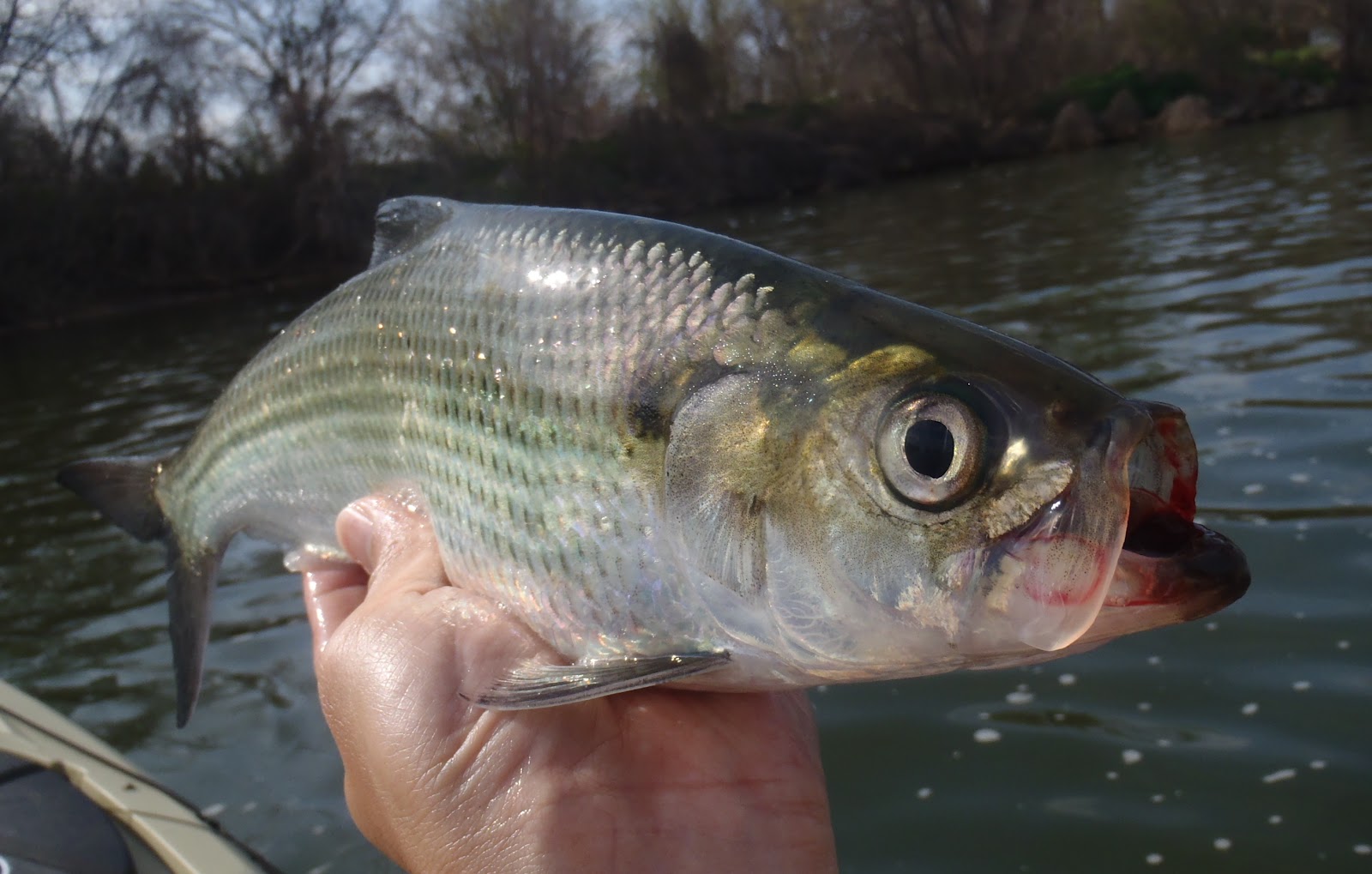 Angling Addict: March 2012