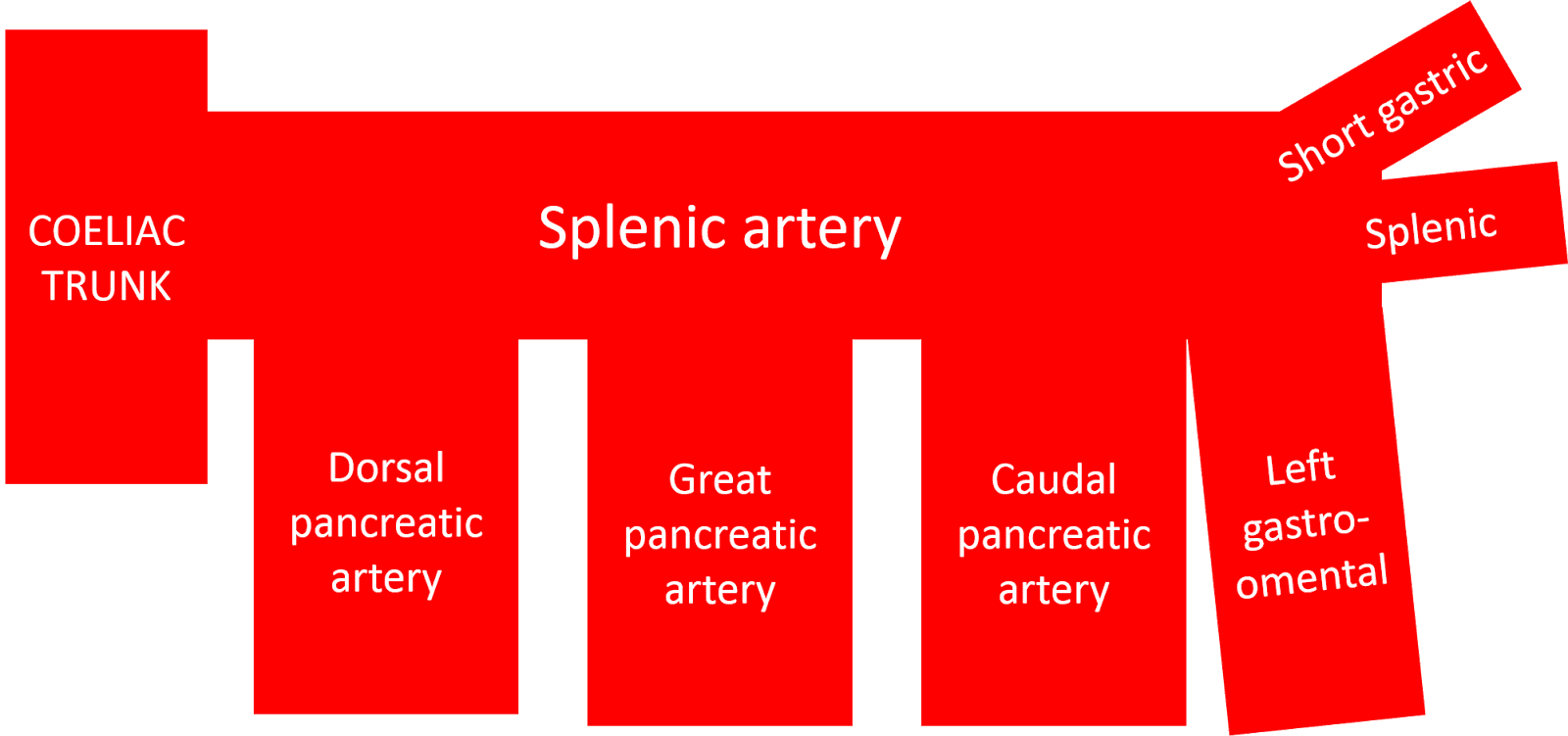 Coeliac Trunk: Step by Step