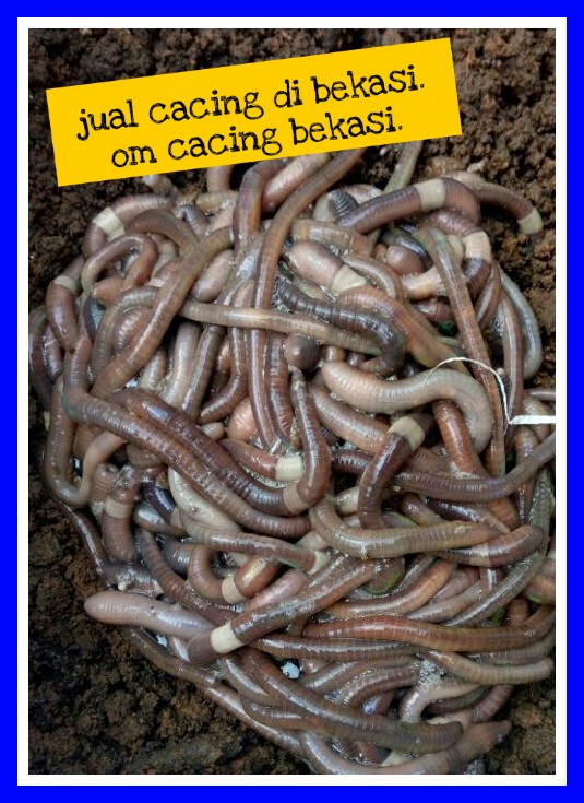 cacing tanah cacing merah cacing susu cacing kalung cacing tiger cacing ...