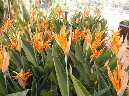 Pisang-pisangan bunga kuning | foto tanaman hias | Tukang Taman