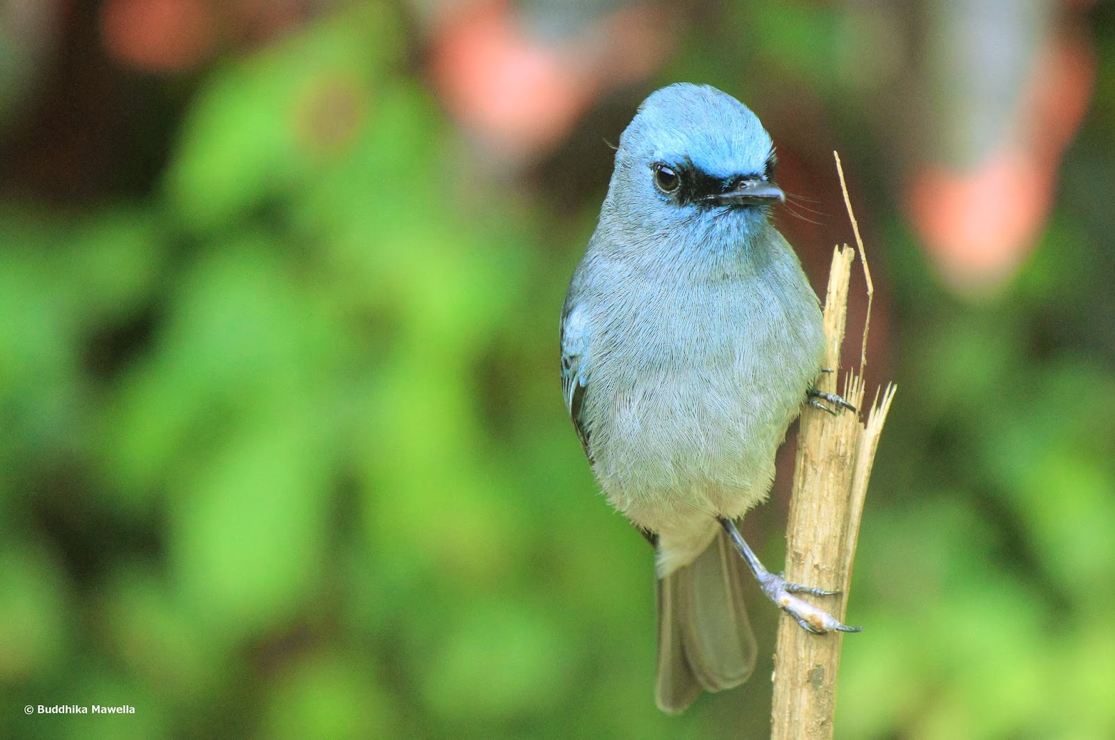 Lanka Nature Summary: Sri Lanka Dull-blue Flycatcher (Eumyias sordida)
