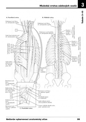 Česká škola: Netterův vybarvovací anatomický atlas