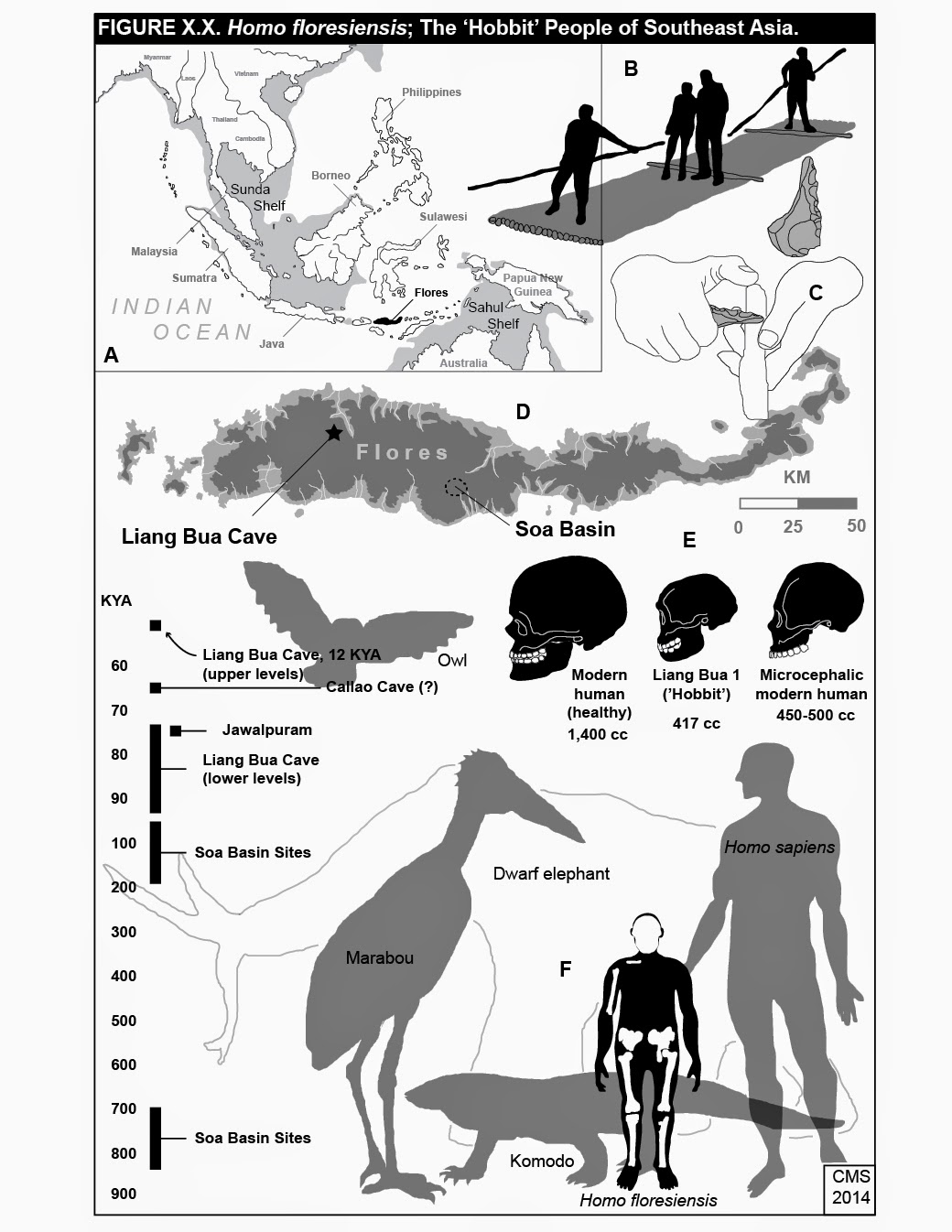 Immanyarok: Homo floresiensis