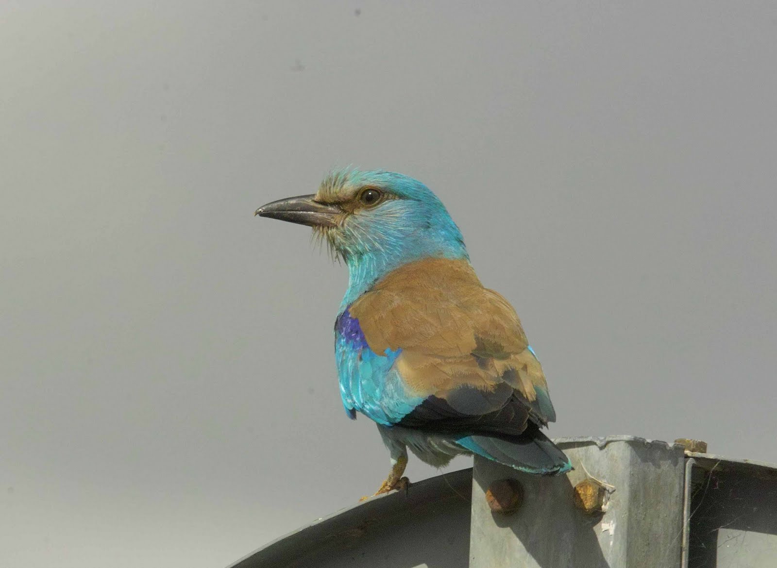 Derek Bird Brain: Birds in the heat