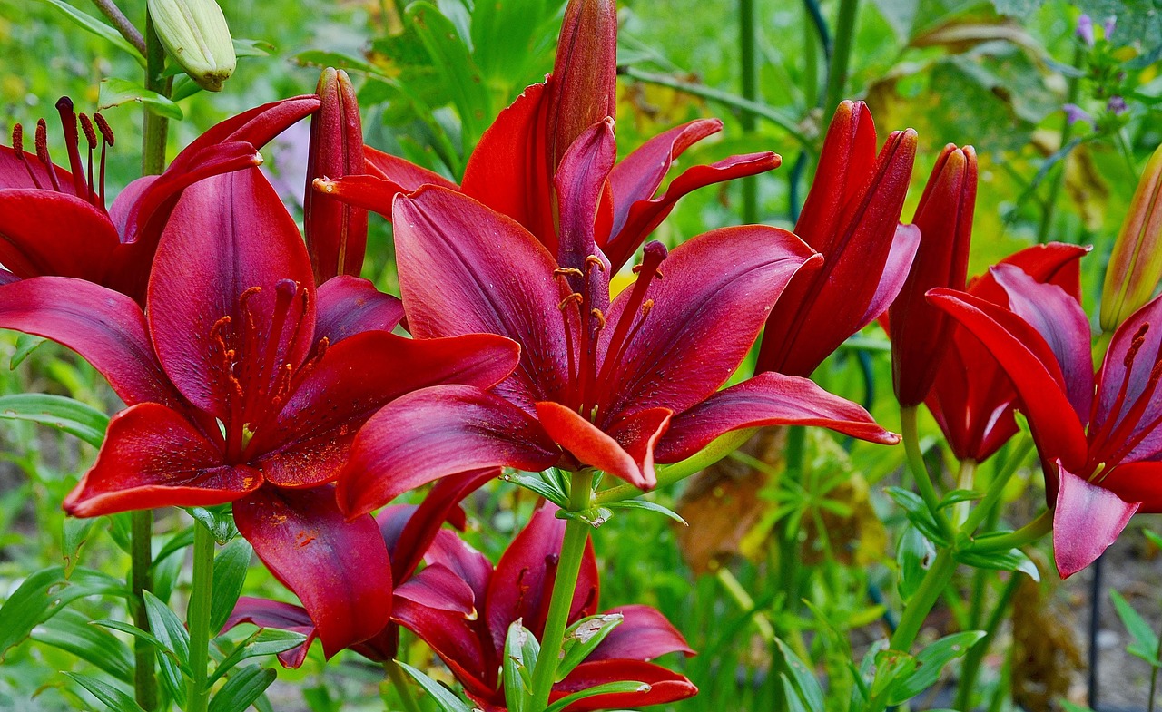 § Gardening Made Simple §: Lilies