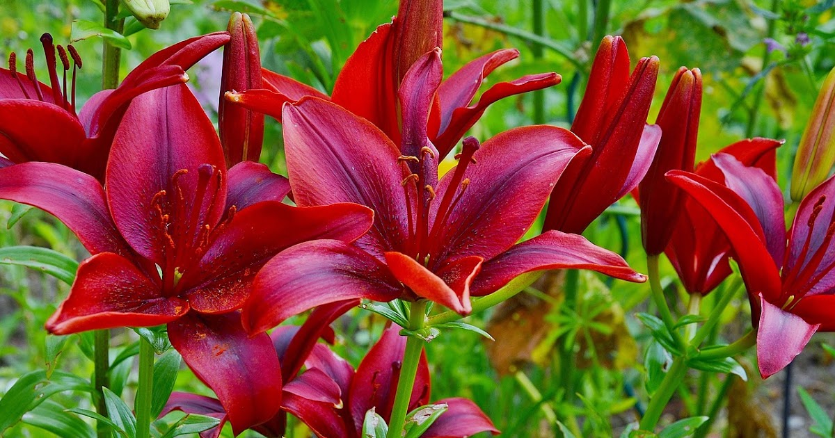 § Gardening Made Simple §: Lilies