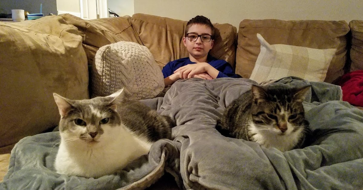 Double Cat Lap