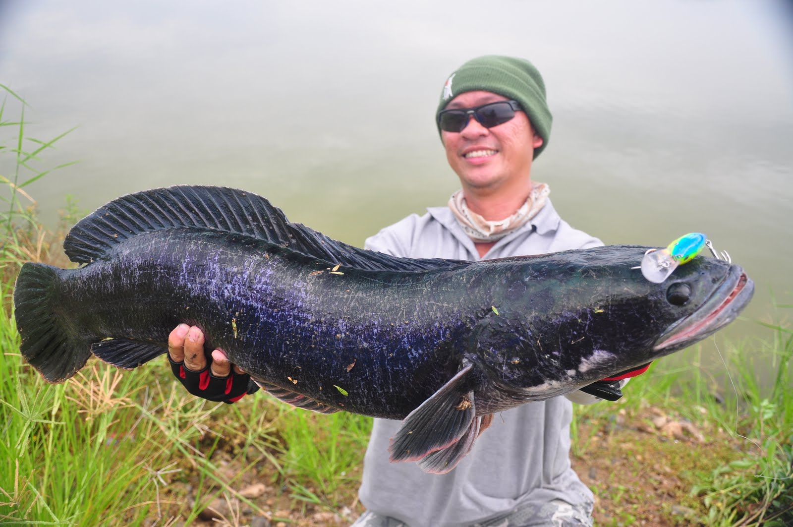 Thailand Giant Snakehead (Toman) And Wild Fishing.: Kaiser Shop- Mark's ...