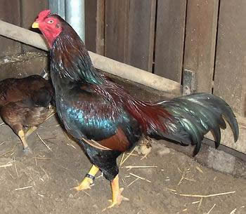 Blueface Hatch Hen