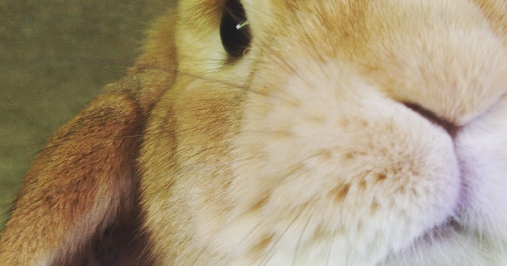 kanien kanssa elämää: Kanit