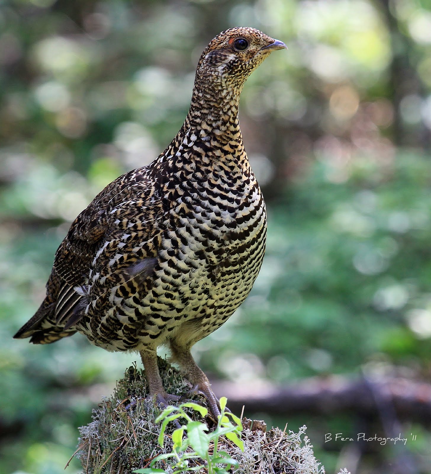 FOTO SOUP: Mom Spruce Grouse...