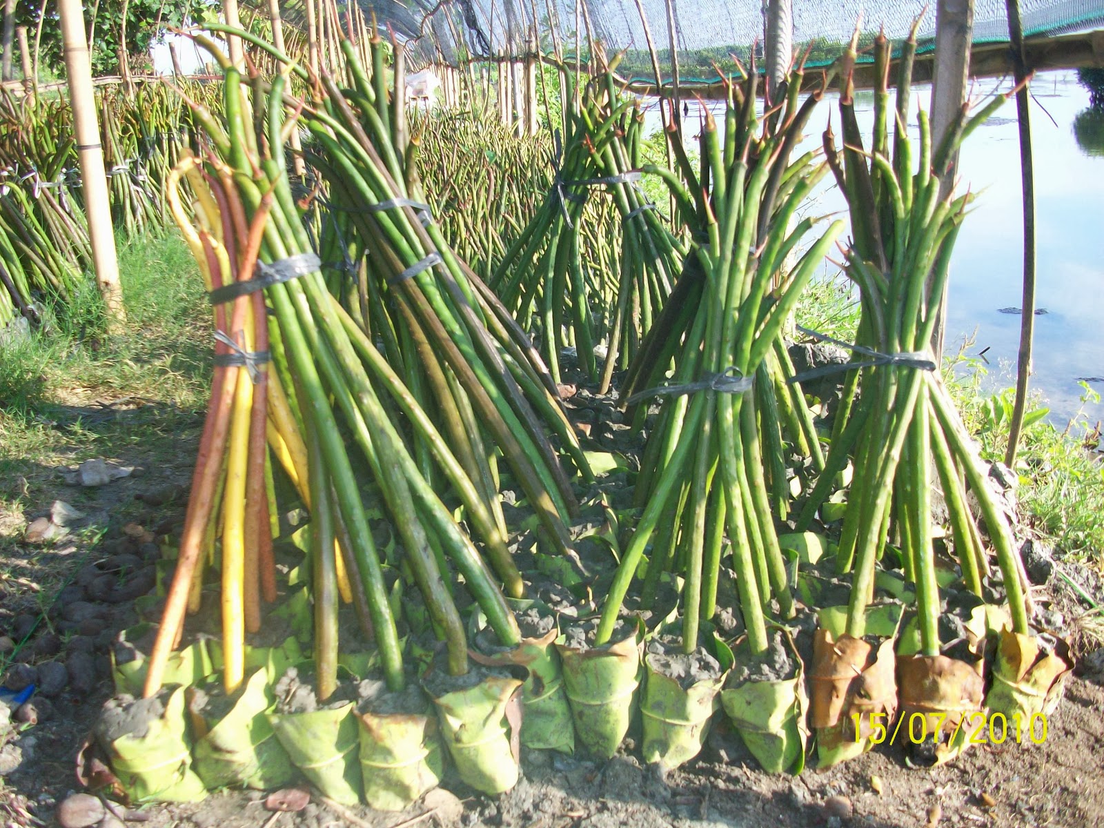 Persiapan Pengadaan Bibit Mangrove ~ LSM BIOTA JAWA TENGAH