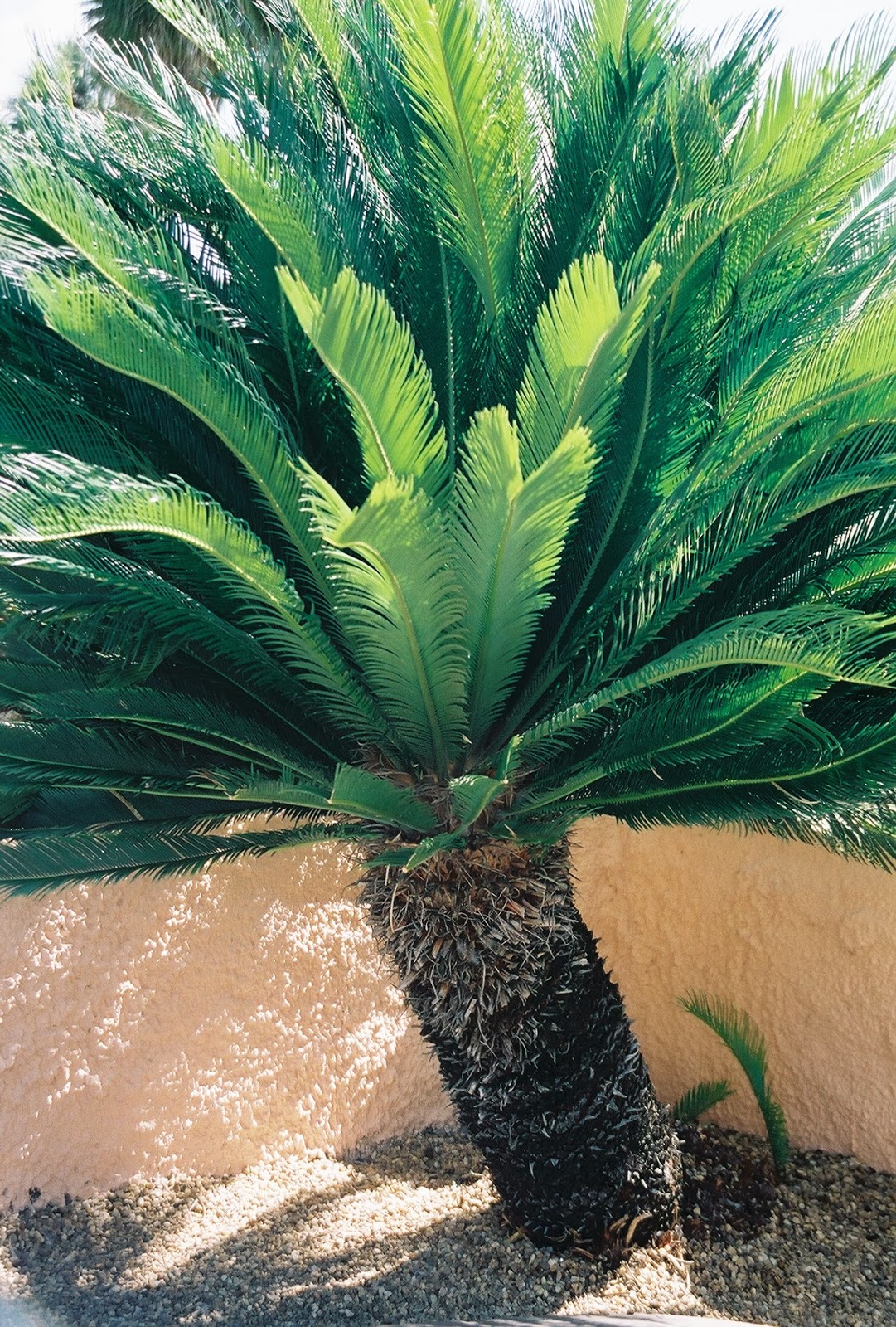 Botany Professor: A leaf by any other name