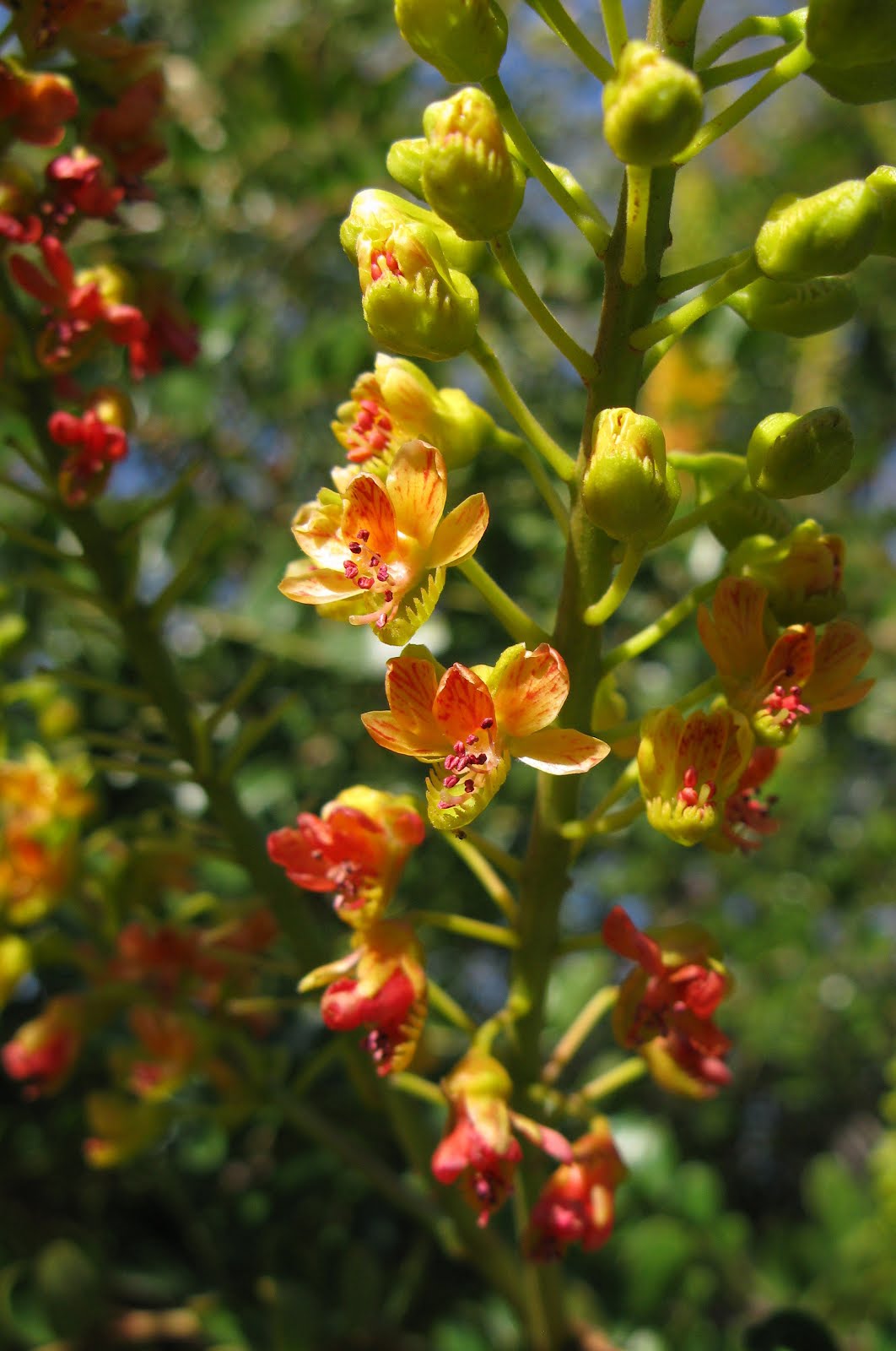 Flores y Palabras: Tara
