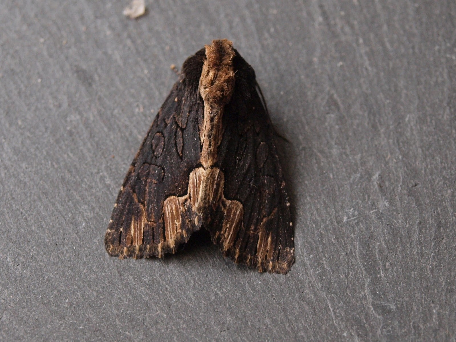 Ragged Robin's Nature Notes: Moth Numbers are Finally Slowly Improving!