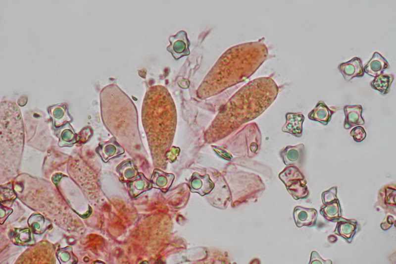 El mundo microscópico de los hongos: Entoloma conferendum (Britz.) Noordel.