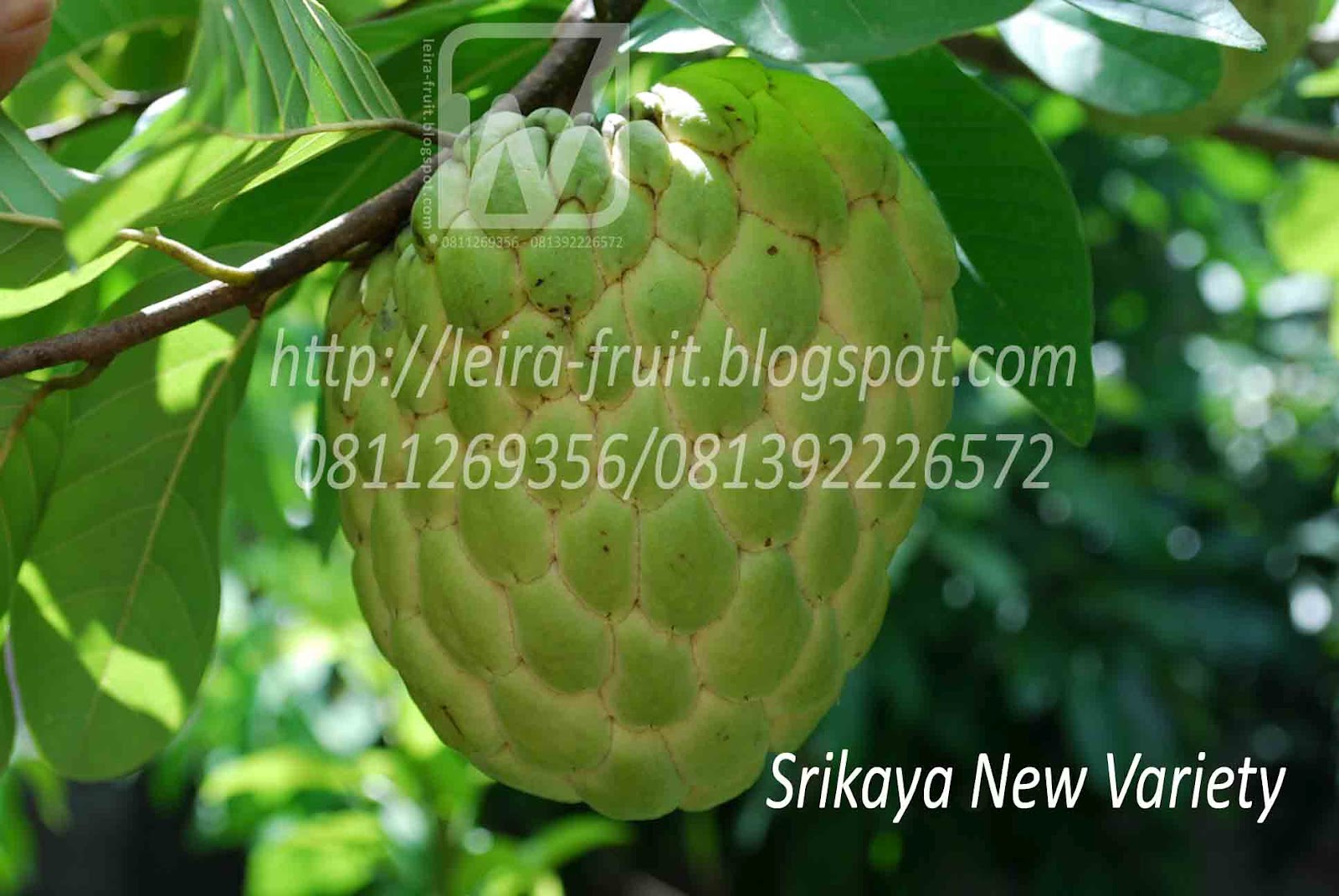 Srikaya Jumbo Australia (2) ~ Leira Buah Tropis