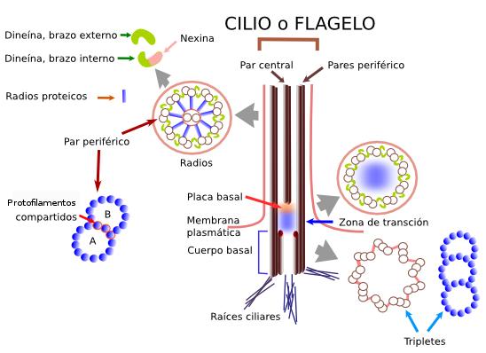biologia2bachcamp: ORGÁNULOS SIN MEMBRANA