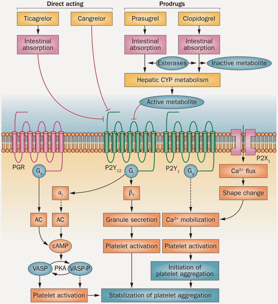 Novel antiplatelet agents in acute coronary syndrome ~ Biochemistry and ...