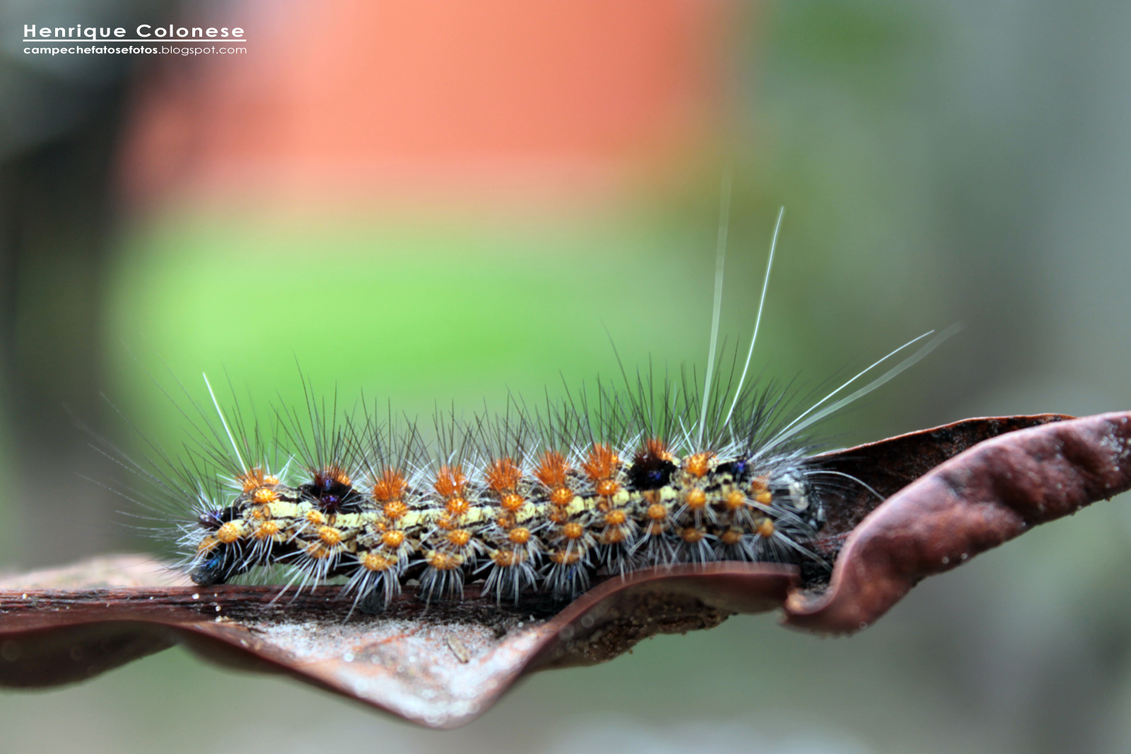 Bicha Cabeluda - Campeche Fatos e Fotos