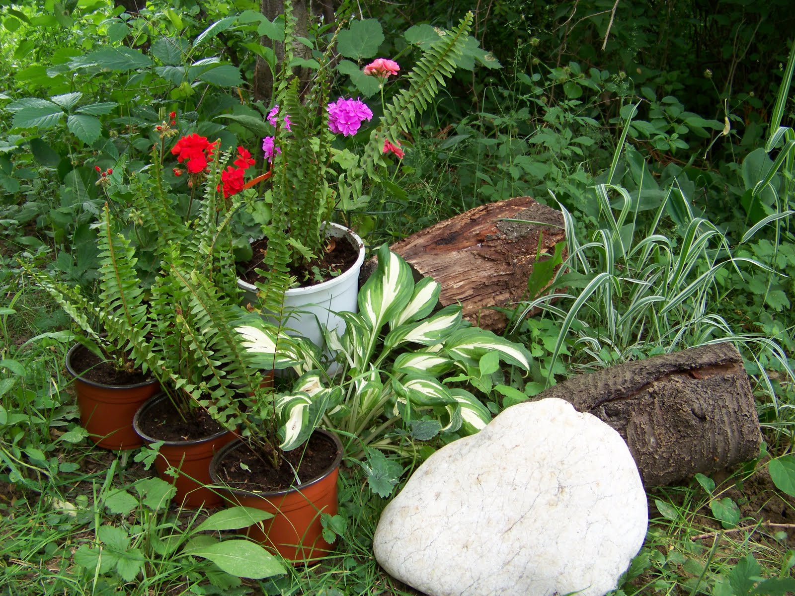 MAGIC GARDEN: ARANJAMENT PLANTE DE GRADINA