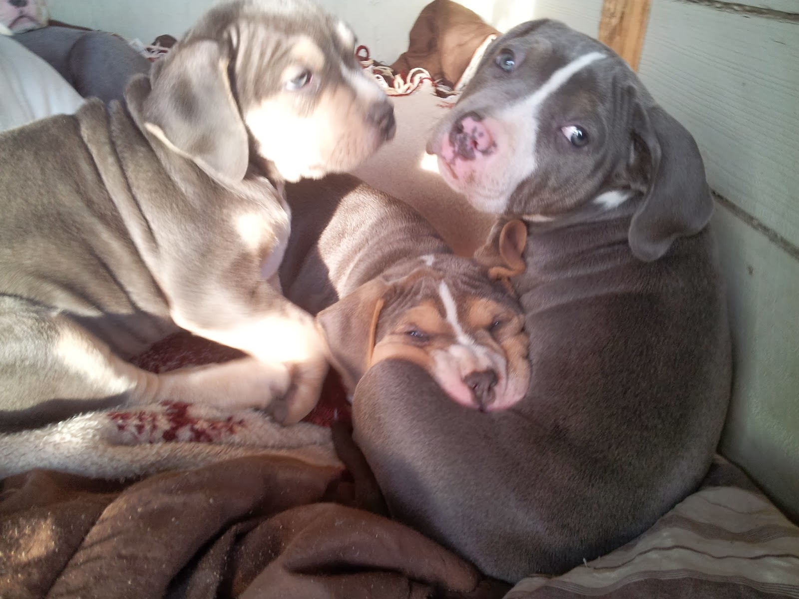 Bandog Pups : Desert Elite Bandogs