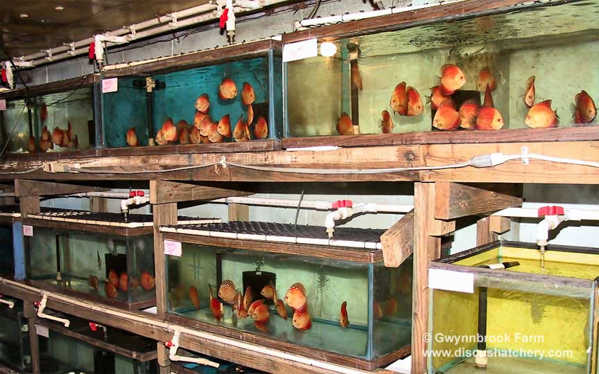 Discus: Gwynnbrook Farm Discus Fish Photo Gallery