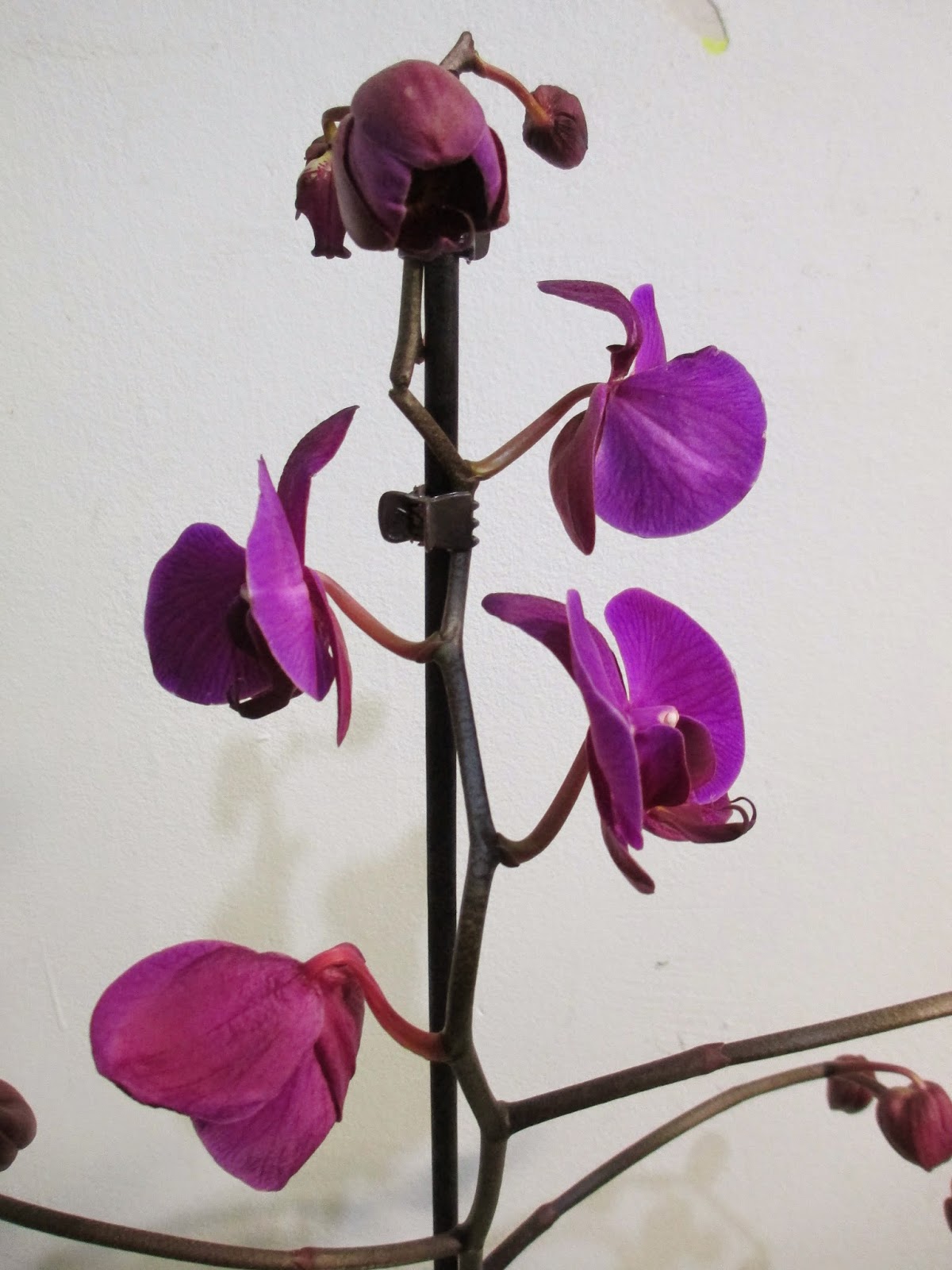 La Mar de VeRde: PHALAENOPSIS O ORQUIDEA MARIPOSA