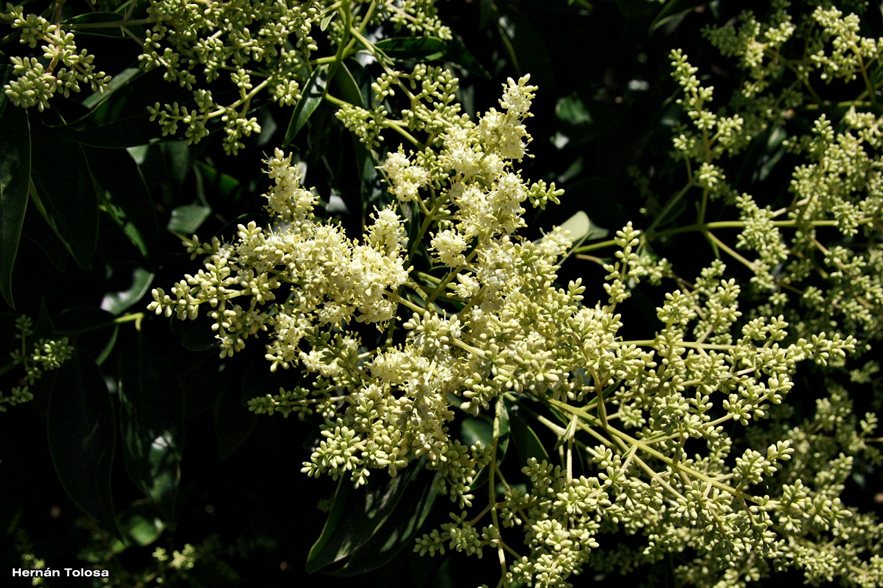Flora Bonaerense: Ligustro (Ligustrum lucidum)