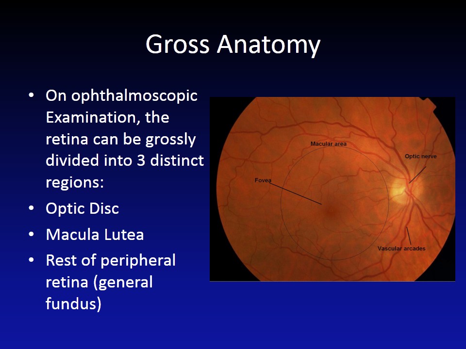 Anatomy of retina