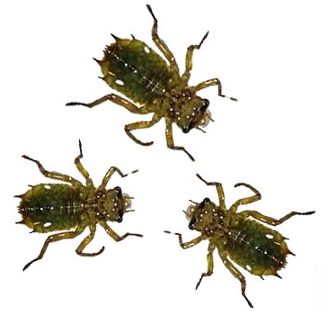 Kini-Kini Atau Yang Sering Disebut Larva Capung