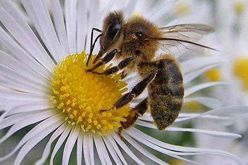 El Huerto del Tío Lagunas: La abeja melífera