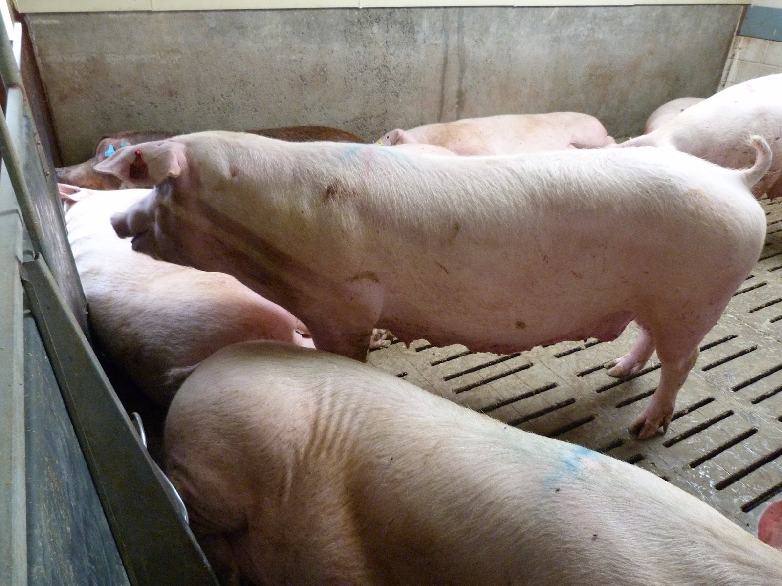 Woolshed 1: New Zealand farming. Pigs – Glossary of terms